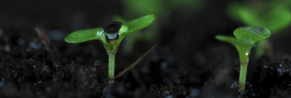 Abiotic stress modulates shade avoidance | Plant Photobiology