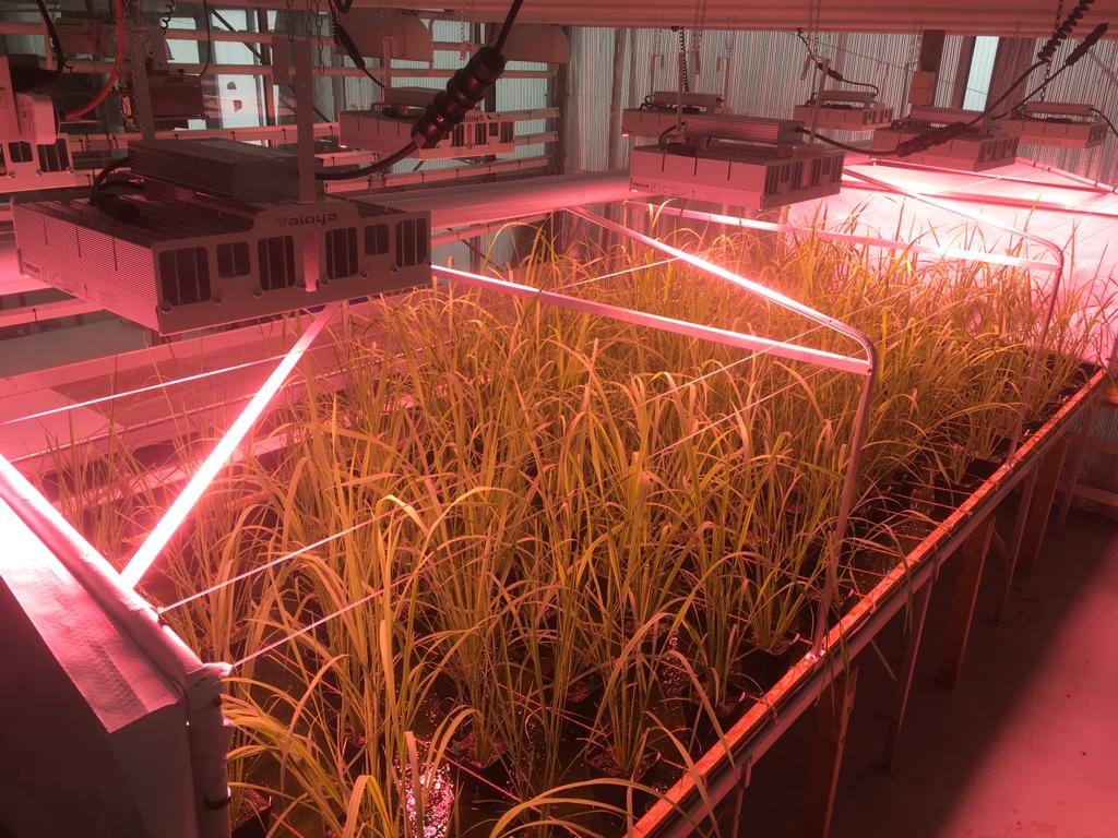 Modifying shade avoidance to suppress competitors | Plant Photobiology