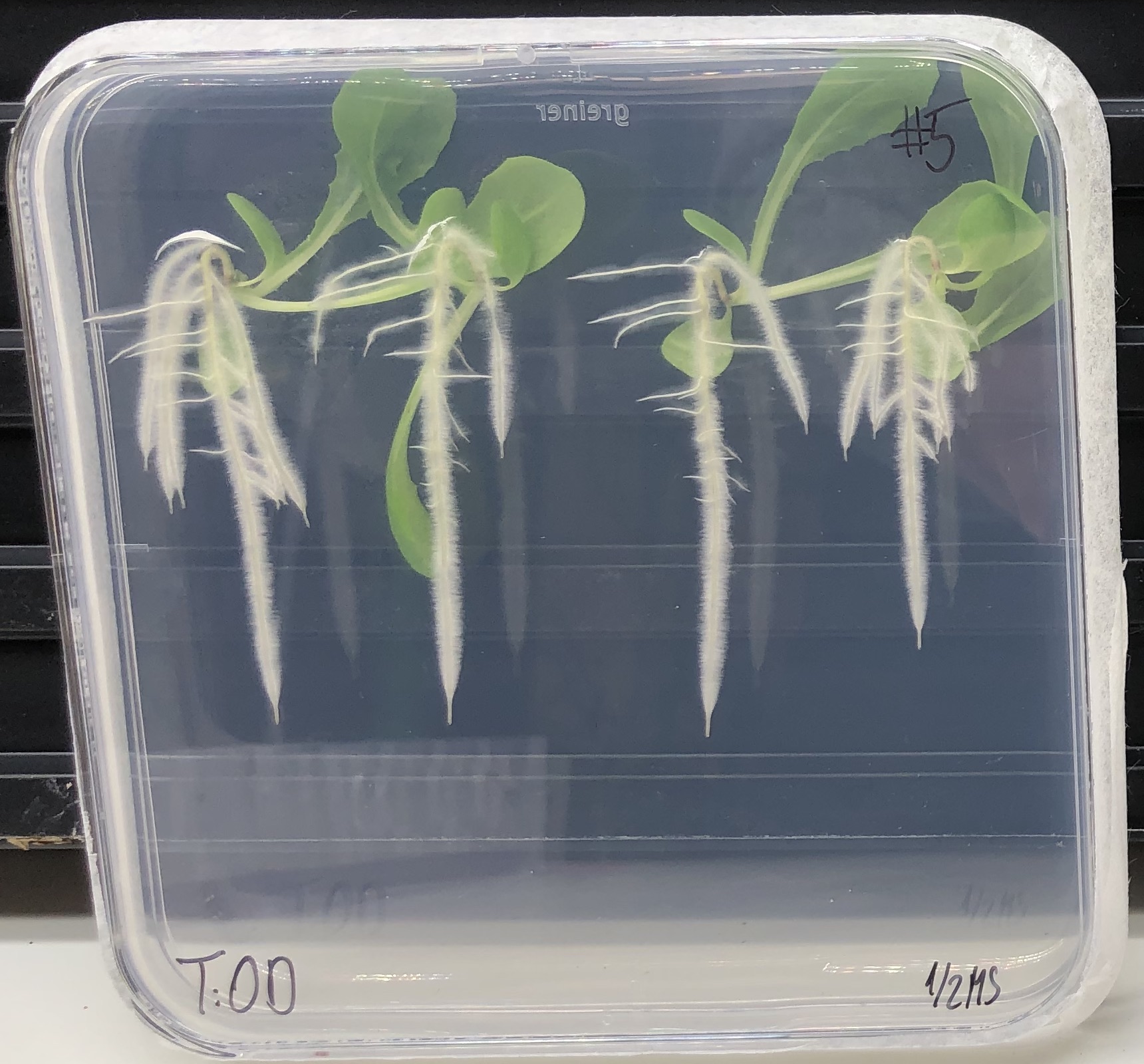 Upgraded growth facilities | Plant Photobiology