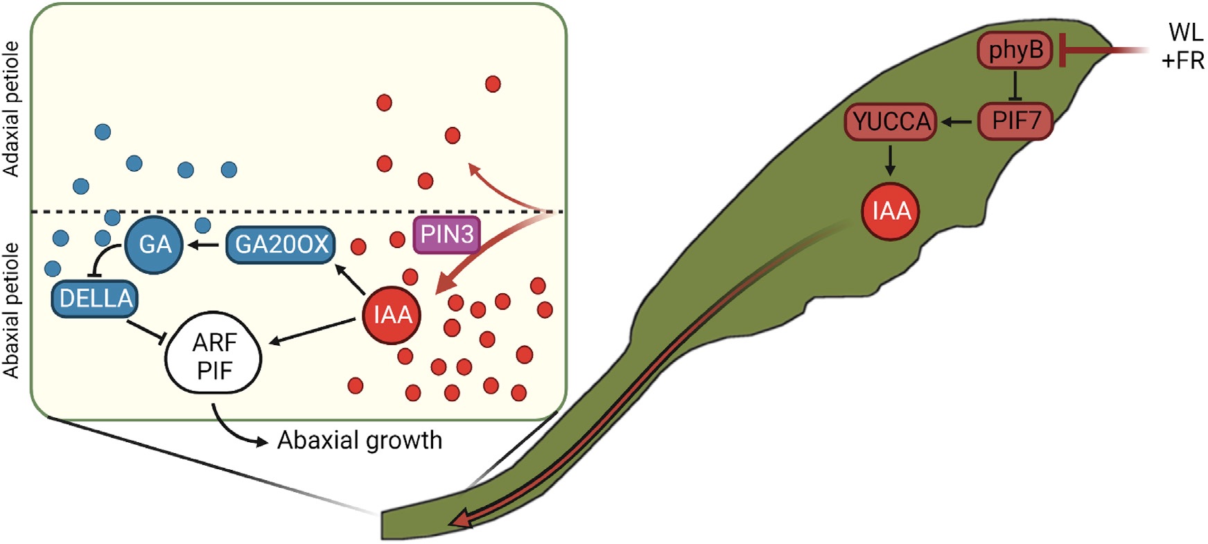 Leaf movements: “leaf tip sentinels report to base” | Plant Photobiology